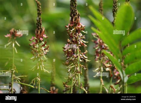 Indigofera Zollingeriana Also Called Tarum Nila In Indonesia The Sundanese Use Indigofera