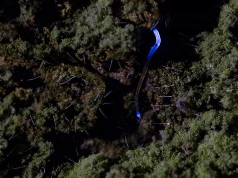 Weekend Wanderluster Foxfire Night Hike Anna Ruby Falls White