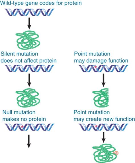 A Frameshift Mutation Could Result From Which Of The Following Kyle