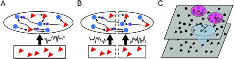 Network Schematics We Consider Networks Of Excitatory Red Triangles