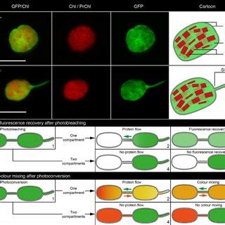 Basic Features And Fluorescence Based Techniques Involved In The Download Scientific Diagram