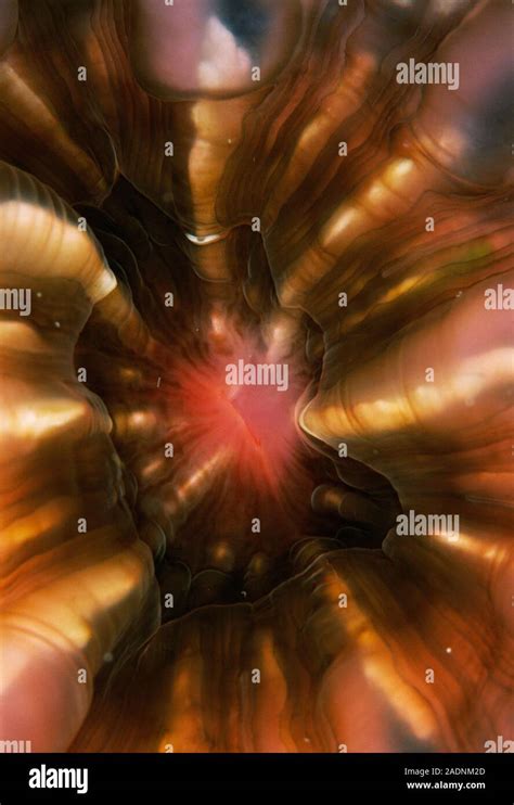 Coral Polyp Mouth Close Up Of The Mouth Pink Centre Of A Hard Coral Polyp Class Anthozoa