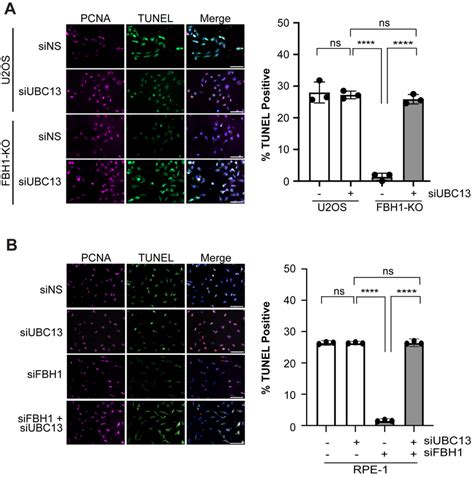 Ubc13 Depletion Increases Dsb Formation In Fbh1 Deficient Cells A Download Scientific