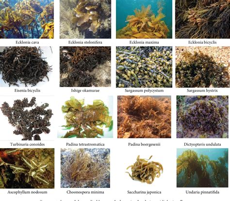 Figure 4 From Antidiabetic Potential Of Marine Brown Algae—a Mini