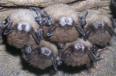 Do Bats Hibernate In The Winter