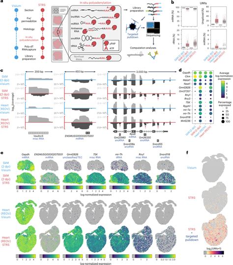 In Situ Polyadenylation Enables Spatial Profiling Of Noncoding And Download Scientific Diagram
