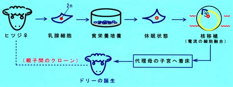 成体の体細胞で核移植が成功した秘訣は乳腺細胞のDNAを休眠状態