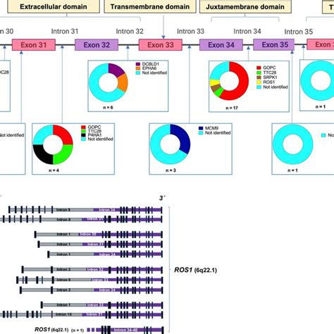 Ros1 Fusion Structure In Crc A Schematic Representation Of Ros1 Download Scientific Diagram