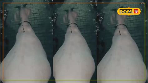 ये है 7 5 लाख रुपये का बकरा यूपी में अगर मिला एक और तो ढूंढने वाले को मिलेगा 5100 का इनाम