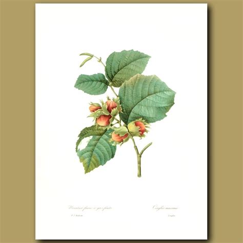 Filbert Hazelnut Genuine Antique Print For Sale