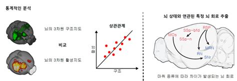 영화 상영하듯 뇌에 빔 프로젝터 쏴 뇌 연결지도 만든다 Bric