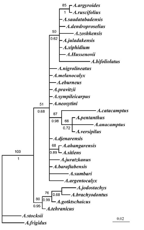 Fifty Percent Majority Rule Consensus Tree Resulting From Bayesian Download Scientific Diagram