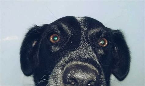 10 Things You Should Know About The Blue Heeler Pointer Mix Your Dog Advisor