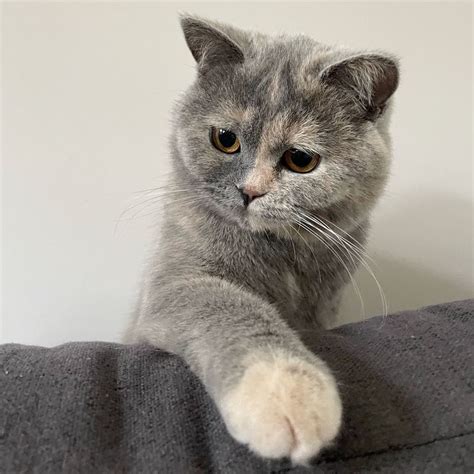 16 Things You Probably Didnt Know About Lilac Tortoiseshell Cats