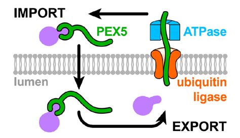Rapoport Lab Unravels The Peroxisomal Protein Import Cycle Cell Biology