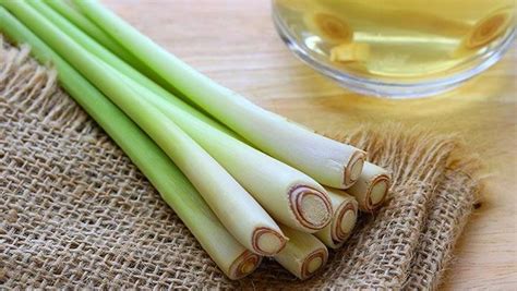 Lavender Dan Serai Ampuh Cegah Dbd Asal Dibarengi Metode Ini