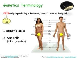 Cell Division Mitosis Meiosis Biology Lecture Power Point Vcb Cct PPT