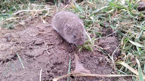 Voles How To Get Rid Of Voles In The Yard Or Garden The Old Farmers