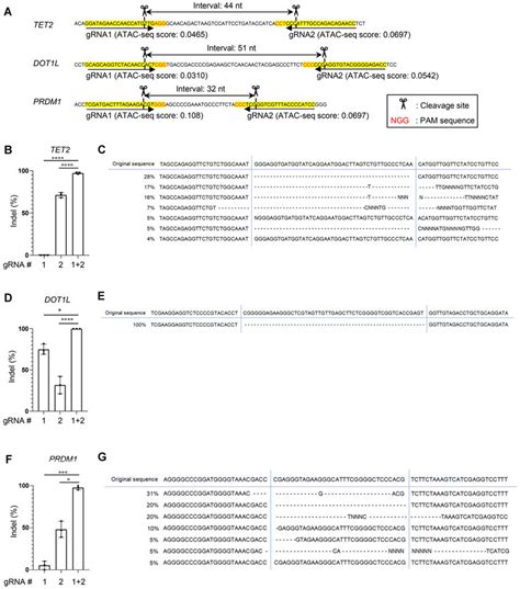 Dual Targeting Of Adjacent Regions Can O V Ercome The Poor Chromatin Download Scientific