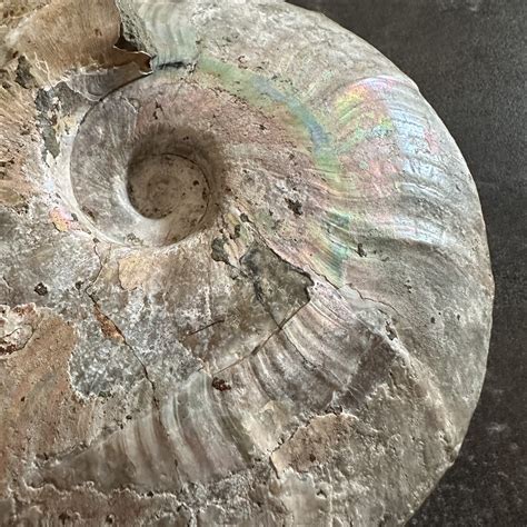 Identifying Ammonite Fossil Id The Fossil Forum