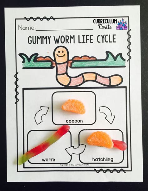 Gummy Worm Life Cycle Activity Makes Learning About The Stages Of The Earthworm Life Cycle So