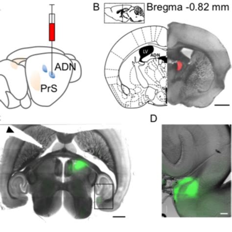 Pdf Optogenetic Stimulation Of Long Range Inputs And Functional Characterization Of