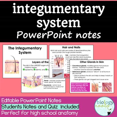 Integumentary System Notes Editable Anatomy Powerpoint Notes Plus Quiz