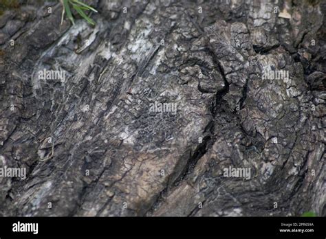 Tree Bark Macro With Fine Natural Structures And Rough Tree Bark As