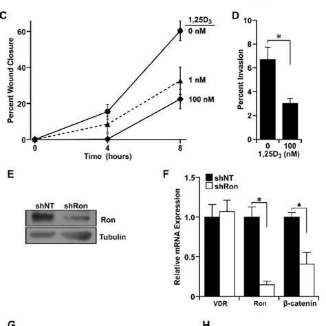 Vdr Signaling Delays Ron Mediated Mammary Gland Hyperplasia A Western