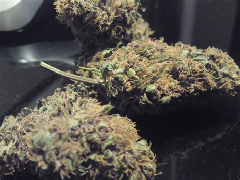 T Rex S Gallery Growery Message Board