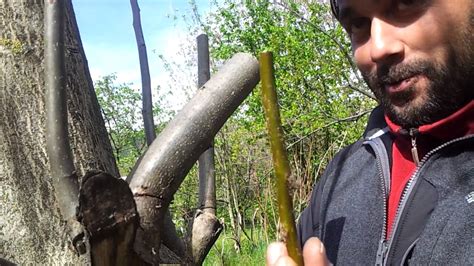 კაკლის მყნობა Youtube