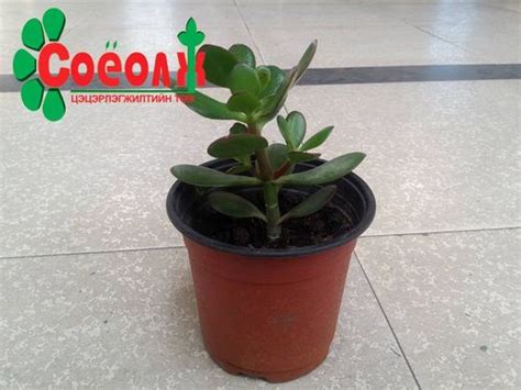 Мөнгөний мод Mungunii Mod