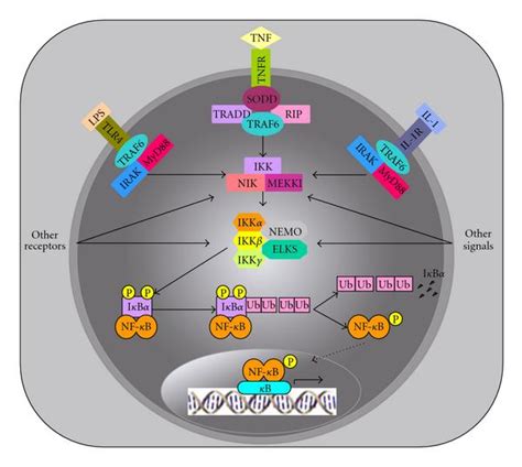 NF κB Signaling Pathway A cartoon representing the cascade of Download Scientific Diagram