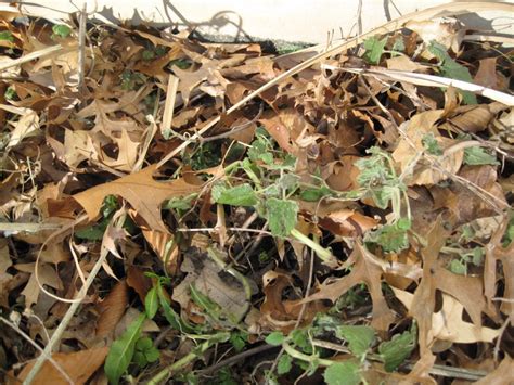 Catnip In The Winter Garden Cat Opedia