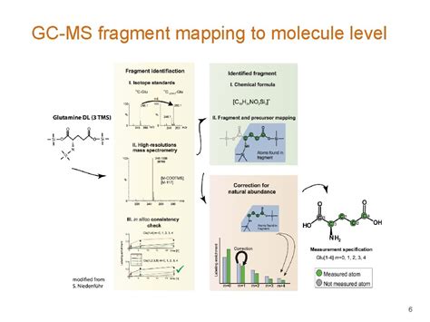 Quantifying Metabolic Fluxes In Cancer And Stem Cells