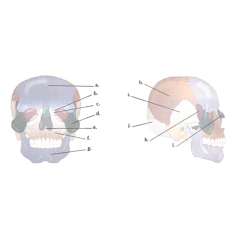 module 3 lab test skull diagram quizlet
