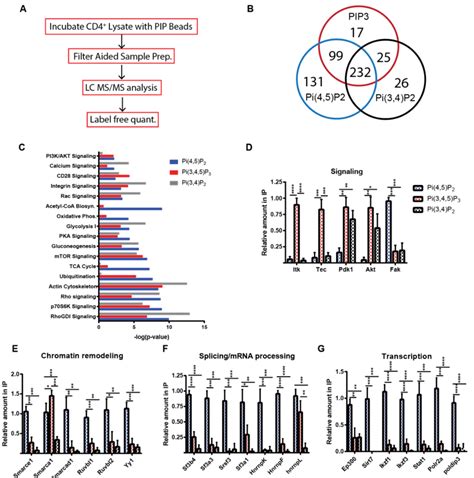 Identification Of Pip Binding Proteins In Naïve Cd4 T Cells A A