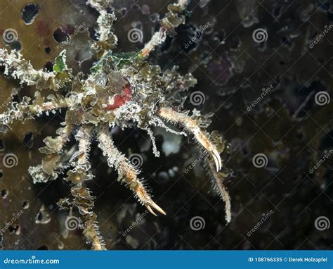 Graceful Decorator Crab Oregonia Gracilis Stock Image Image Of