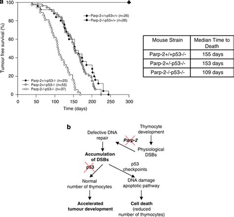 Inactivating Parp 2 In A P53 Deficient Genetic Background Induces Download Scientific Diagram