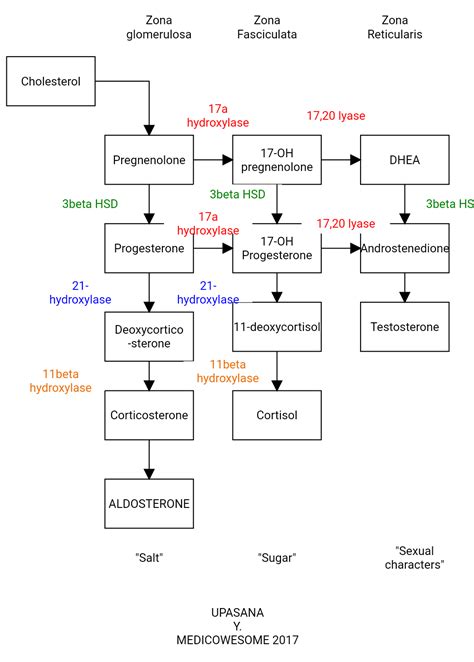 Medicowesome Steroid Hormone Synthesis Pathway Clinical Aspect