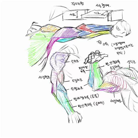 Nizee 클래스101 On Twitter 팔근육은 크게 몇가지만 알아도 그림그릴때 모두다 해결 가능한 큰 덩어리의