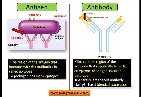 Five Major Differences Between Antigen Biology Exams 4 U