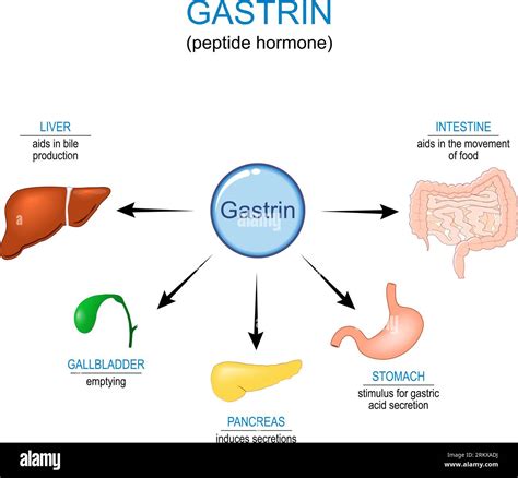 Gastric Acid Secretion