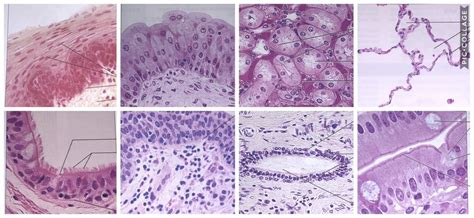 Lab Quiz 2 Week 4 And 5 The Tissues And Integumentary System Diagram Quizlet