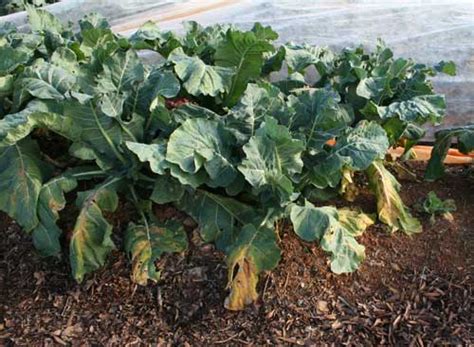 Brassica Problem Nc State Extension