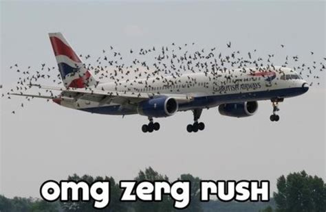 ZERG RUSH Meme By Venlat Memedroid
