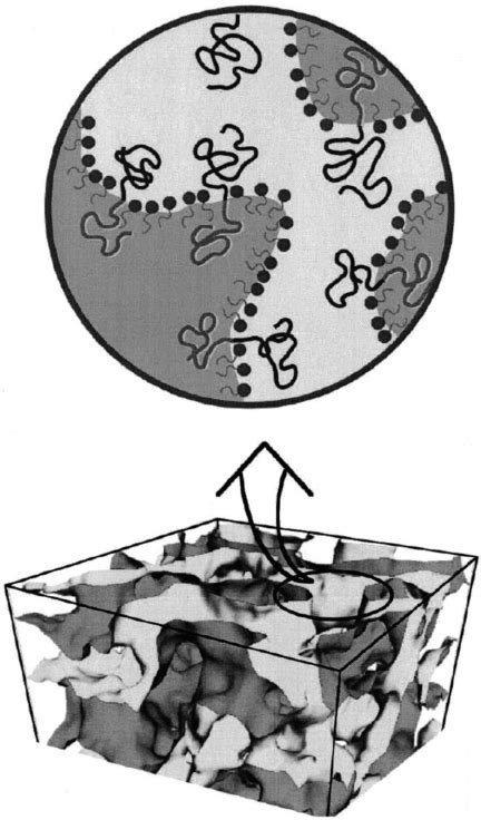 Schematic Illustration Of The Bicontinuous Microemulsion Structure And