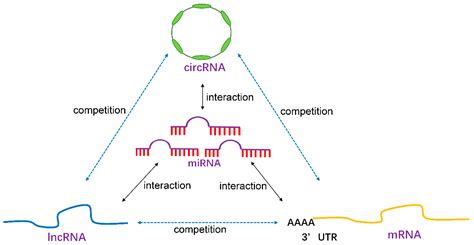 Ncrna Free Full Text Roles Of Non Coding Rnas In Normal Human Brain