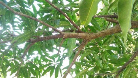 Mango Tree Branch With Green Leaves Stock Photo Image Of Nature