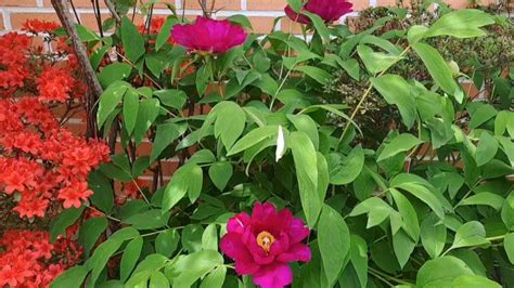 바람과 향기에 새는노래하고 나의봄도 돌아왔어요 네이버 블로그